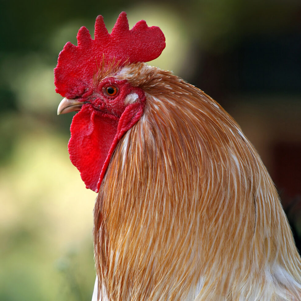 Karbo products is Feed Supplements for animals & livestock
