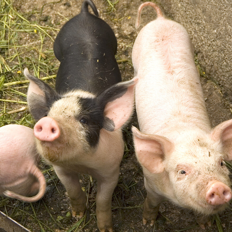 Karbo products is Feed Supplements for animals & livestock
